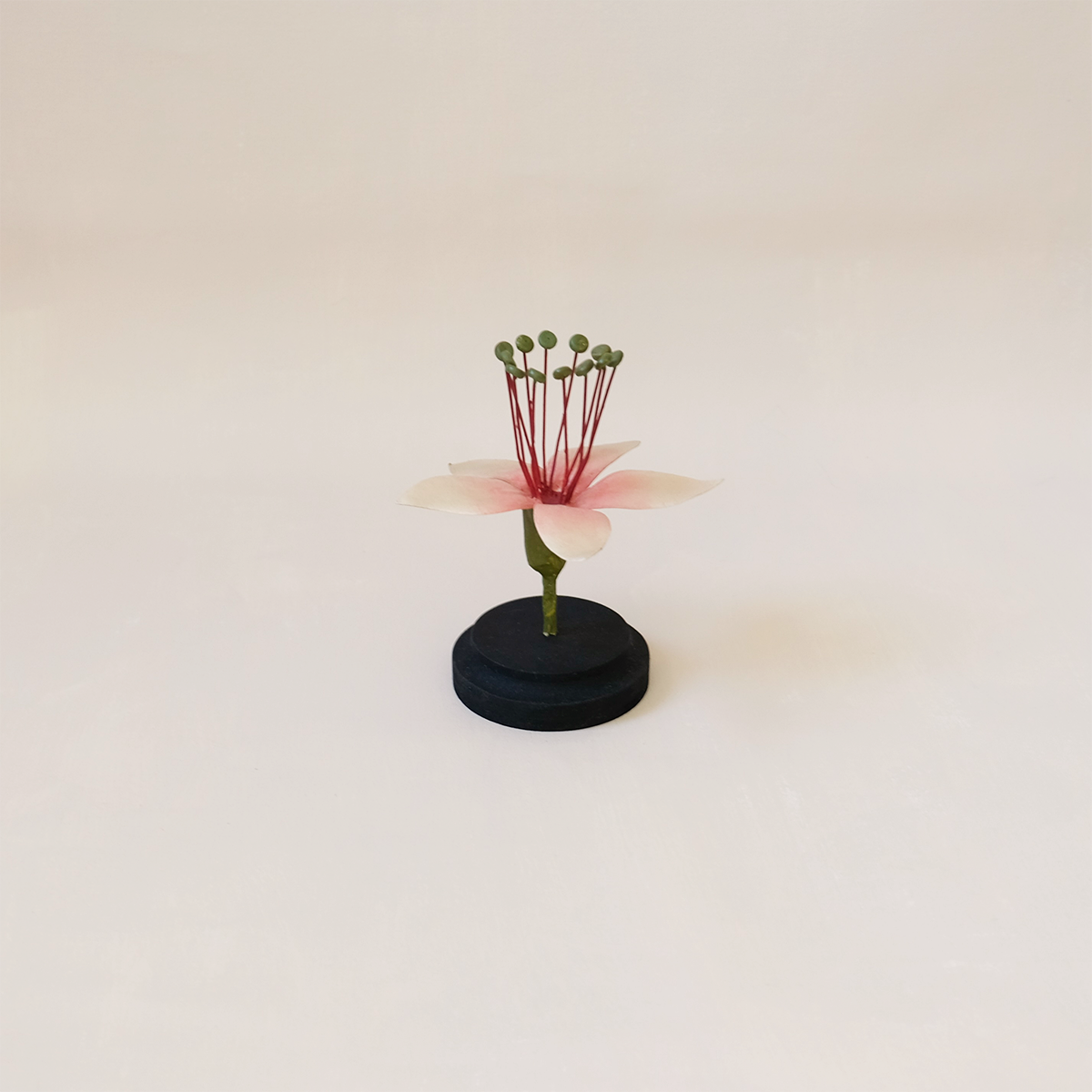 Botanical Model 6" – Holliday